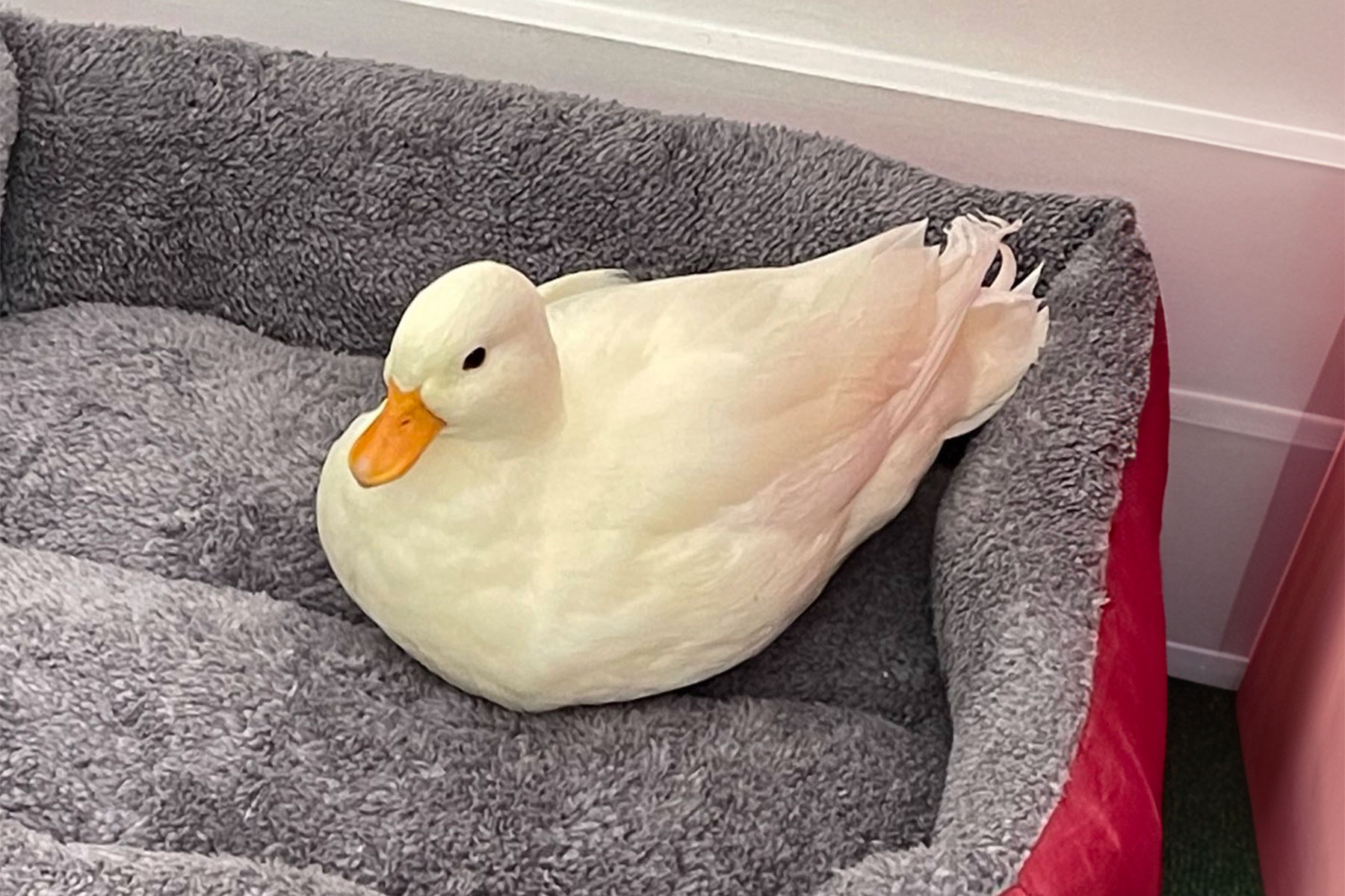 Zoey Ho-Perilli - Perilli & Ho Solicitors